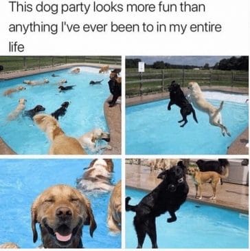 The14 Funniest Labrador Retriever Memes of the Week! - PetPress