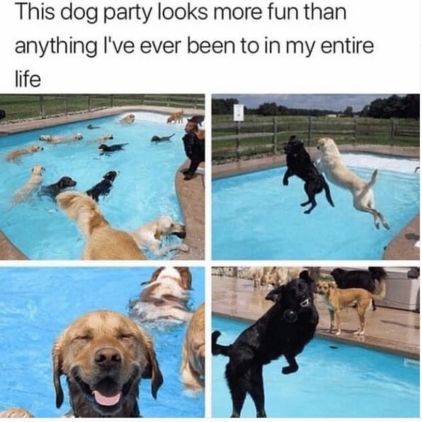 The14 Funniest Labrador Retriever Memes of the Week! - PetPress