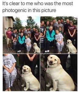The 14 Funniest Labrador Retriever Memes of All Times - PetPress