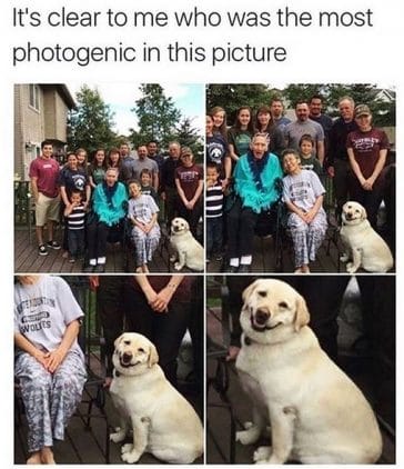 The 14 Funniest Labrador Retriever Memes of All Times - PetPress