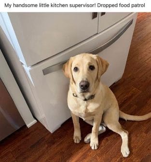 14 Funny Labrador Memes That Will Make You Smile! - PetPress