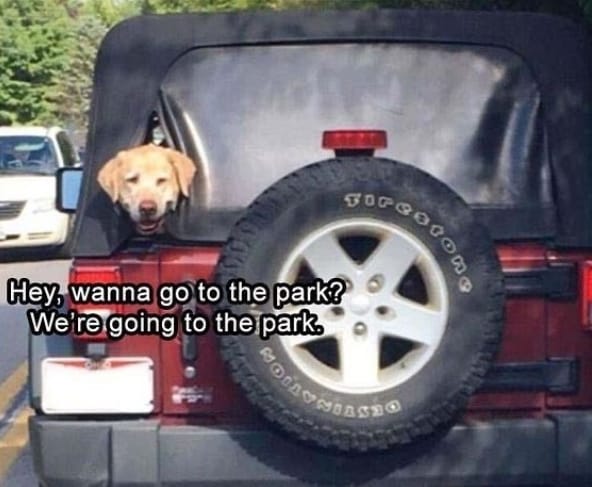 The14 Funniest Labrador Retriever Memes of the Week! - PetPress