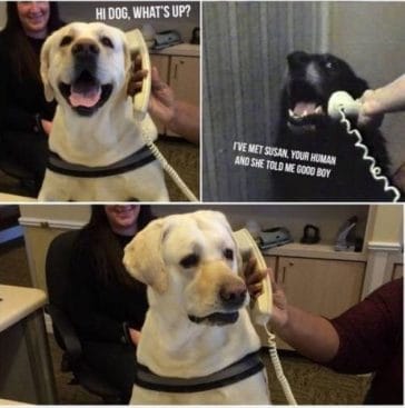The 14 Funniest Labrador Retriever Memes of All Times - PetPress