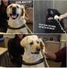 The 14 Funniest Labrador Retriever Memes of All Times - PetPress