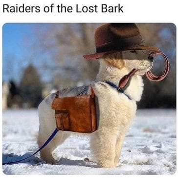 14 Funny Labrador Memes That Will Make You Cry Laughing - PetPress