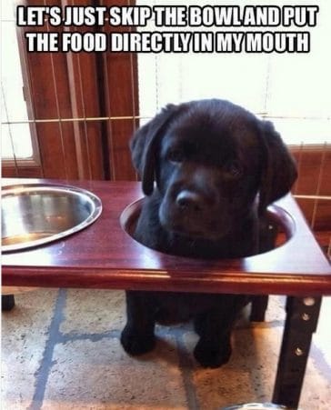 The14 Funniest Labrador Retriever Memes of the Week! - PetPress