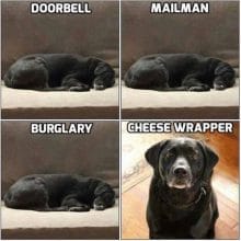 The 14 Funniest Labrador Retriever Memes of All Times - PetPress