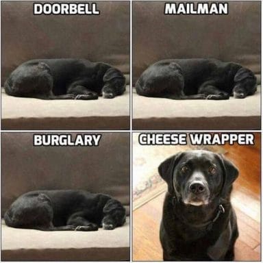 The 14 Funniest Labrador Retriever Memes of All Times - PetPress