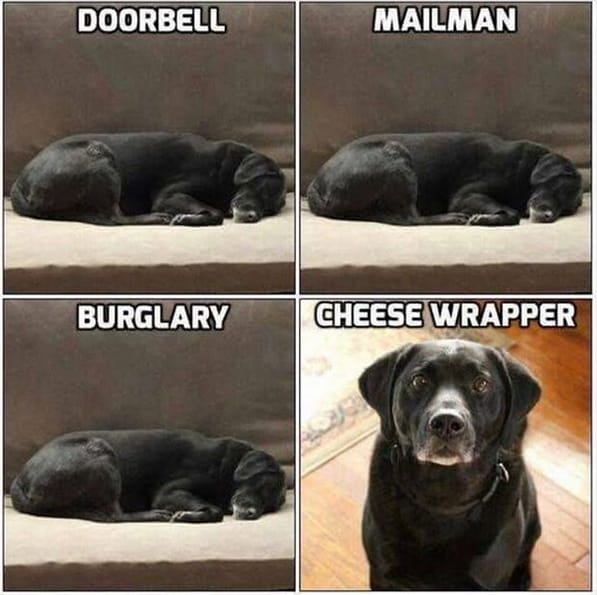 The 14 Funniest Labrador Retriever Memes of All Times - PetPress