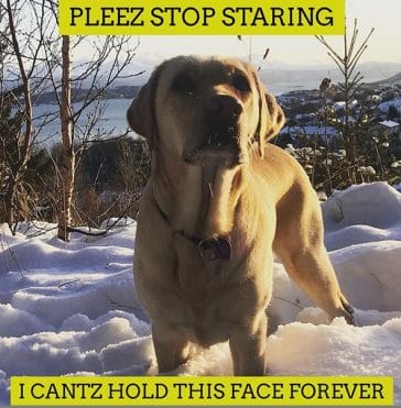 14 Funny Labrador Memes That Will Make You Smile! - PetPress
