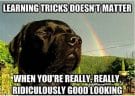 The14 Funniest Labrador Retriever Memes of the Week! - PetPress