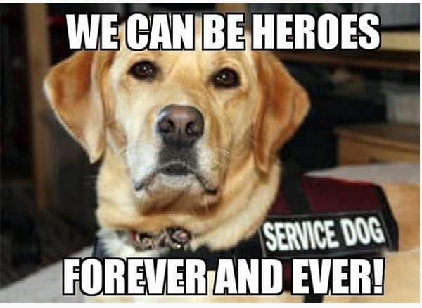 The 14 Funniest Labrador Retriever Memes of All Times - PetPress