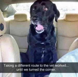 14 Funny Labrador Memes That Will Make You Smile! - PetPress