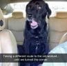 14 Funny Labrador Memes That Will Make You Smile! - PetPress