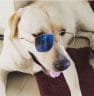 14 Funny Labrador Memes That Will Make You Cry Laughing - PetPress