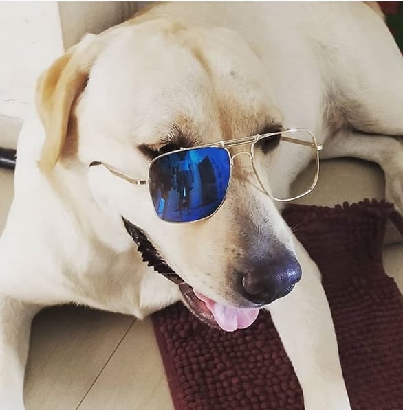 14 Funny Labrador Memes That Will Make You Cry Laughing - PetPress