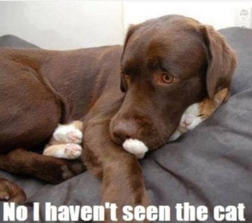 The14 Funniest Labrador Retriever Memes of the Week! - PetPress