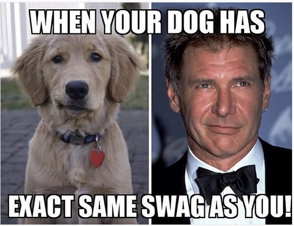 The 14 Funniest Labrador Retriever Memes of All Times - PetPress