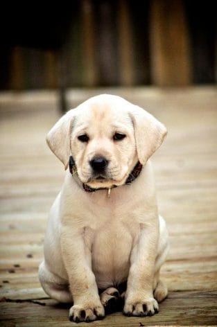 14 Labrador Pictures That Will Brighten Your Day - Page 2 of 4 - PetPress