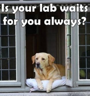 14 Funny Labrador Memes That Will Make You Smile! - Page 2 of 3 - PetPress