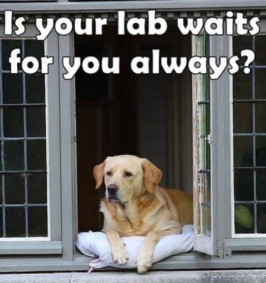 14 Funny Labrador Memes That Will Make You Smile! - Page 2 of 3 - PetPress