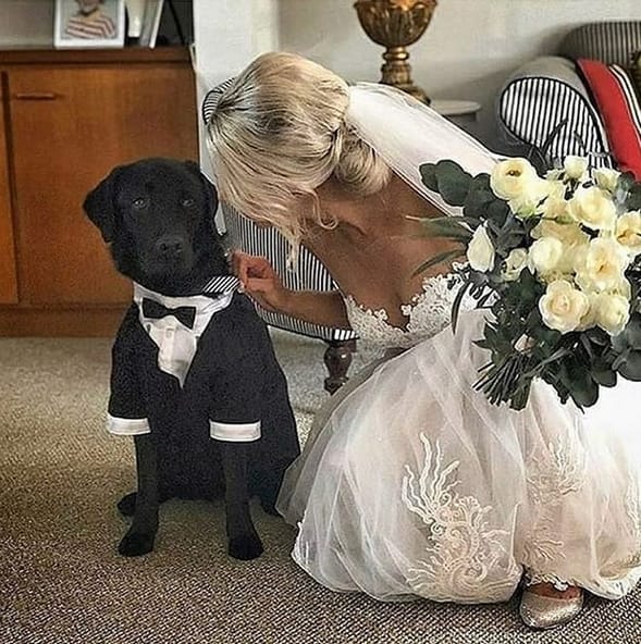 14 Funny Labrador Memes That Will Make You Cry Laughing - PetPress