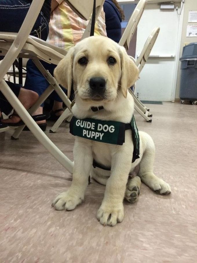 14 Photos of the Cutest Labrador on the Internet - PetPress