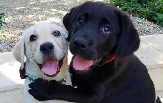20 Things We Wish Everyone Knew Before Get a Labrador - PetPress