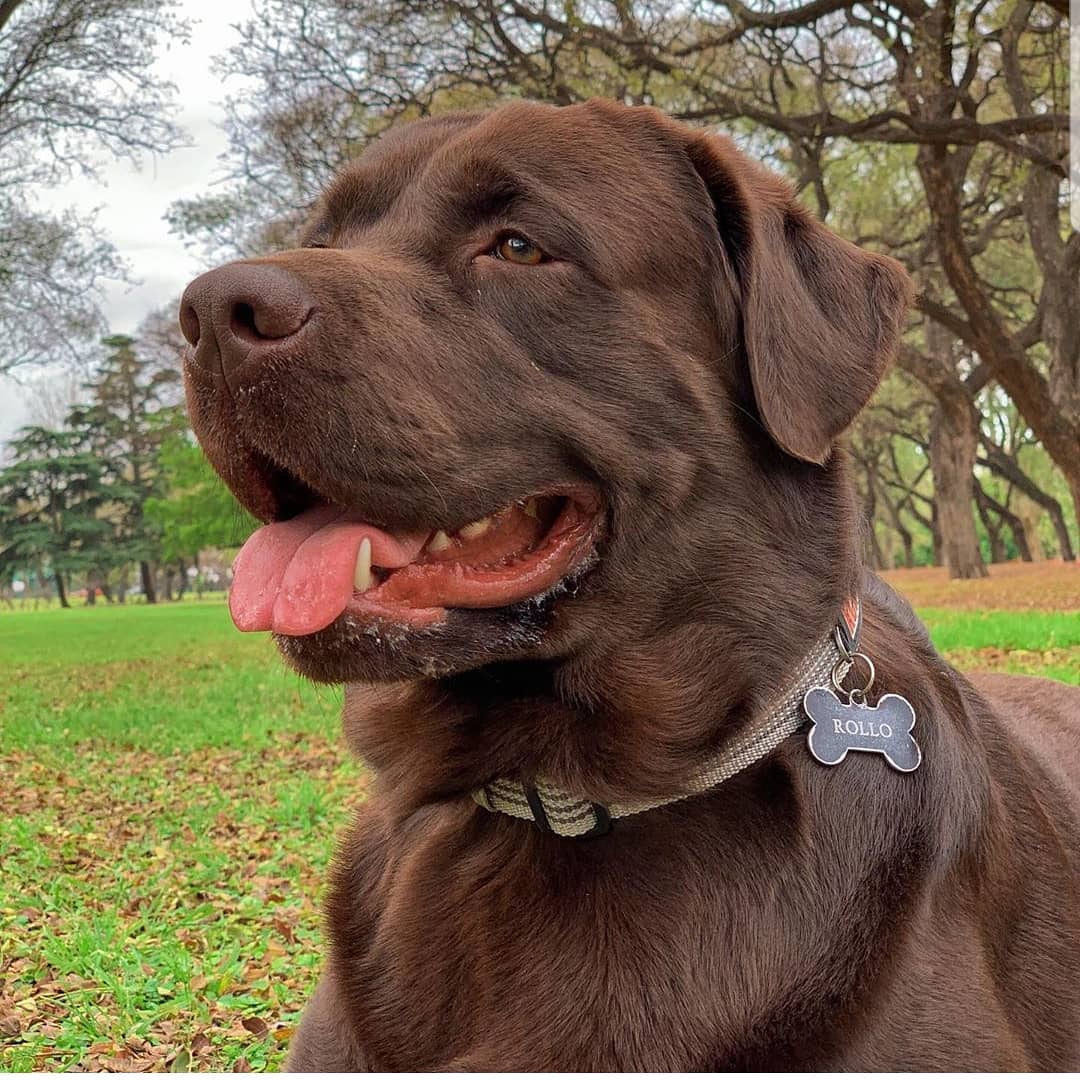 14 Peachy Facts About Labrador Retrievers - PetPress