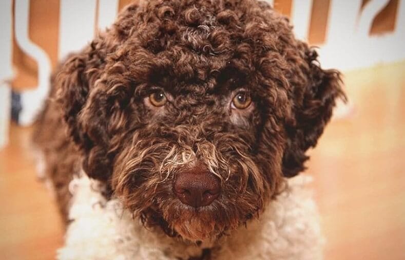 14 Tips For Caring For A Curly Handsome - Lagotto Romagnolo - PetPress