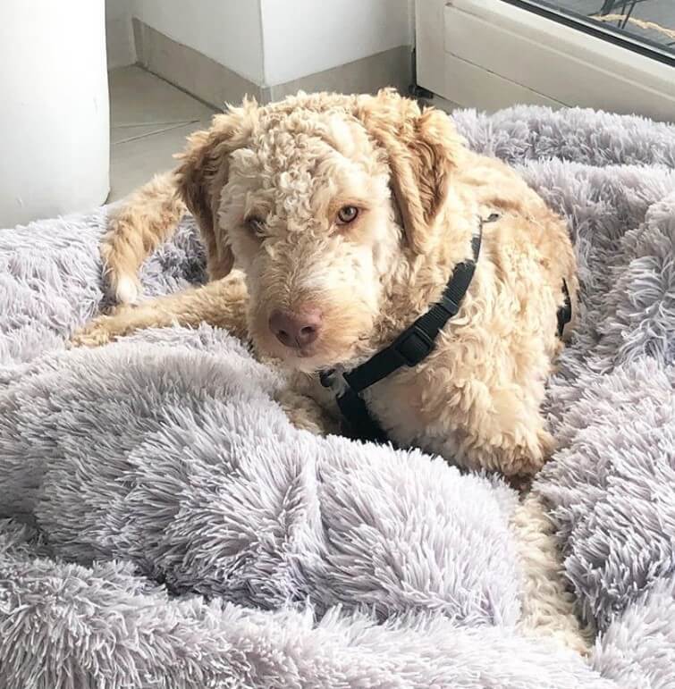 14 Tips For Caring For A Curly Handsome - Lagotto Romagnolo - Page 2 of ...