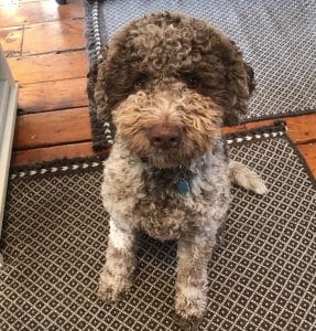 14 Tips For Caring For A Curly Handsome - Lagotto Romagnolo - PetPress