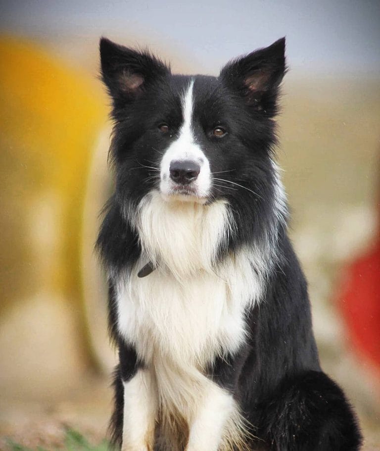 14 Interesting Facts About Border Collies - PetPress