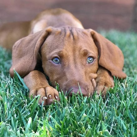 14 Peachy Facts About Vizslas - PetPress