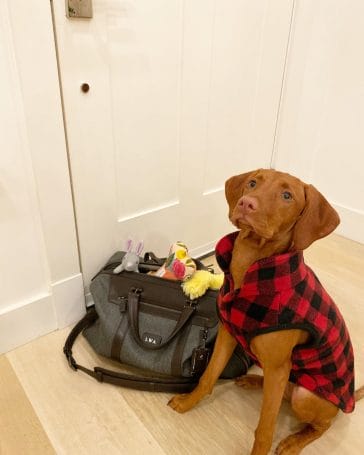 14 Peachy Facts About Vizslas - PetPress