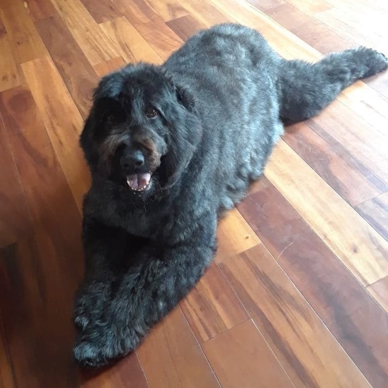 14 Magnificent Facts About Bouviers Des Flandres - PetPress