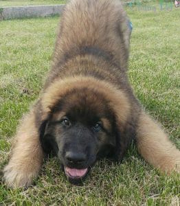 14 Adorable Leonberger Pictures That You Will Love - PetPress
