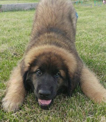 14 Adorable Leonberger Pictures That You Will Love - PetPress