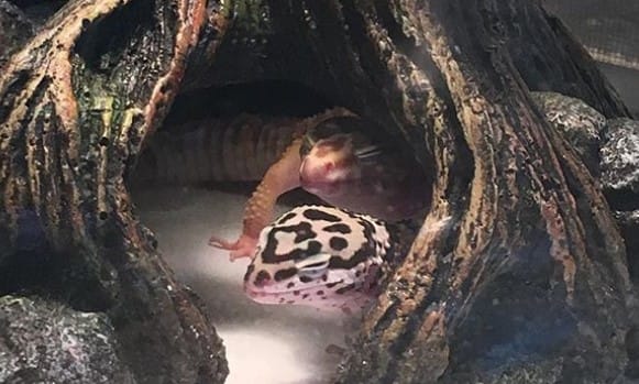 410 Best Leopard Gecko Names For Male And Female - PetPress