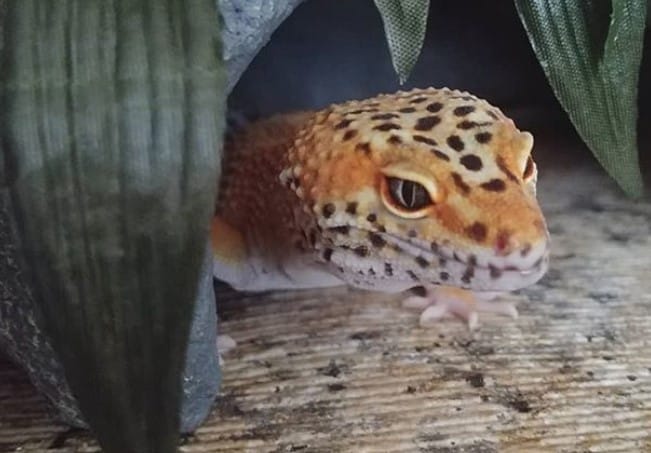 410 Best Leopard Gecko Names For Male And Female - PetPress