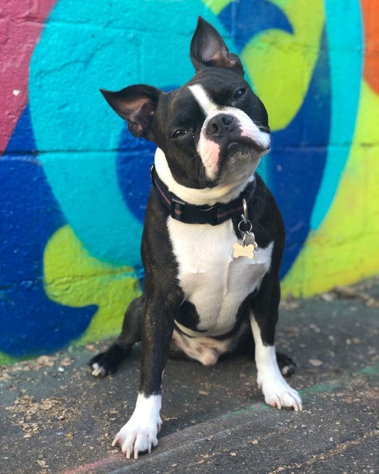 14 Adorable Facts About Boston Terriers - Page 2 of 4 - PetPress