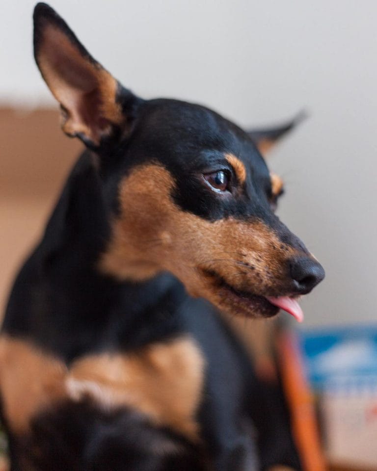 14 Facts About Miniature Pinscher Dogs - PetPress