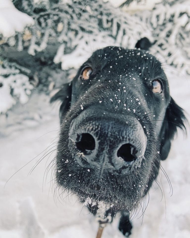 14 Things To Know About Flat-Coated Retrievers - PetPress
