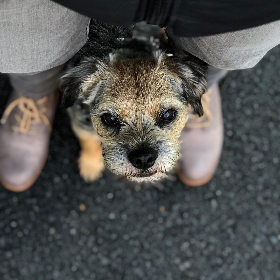14 Amazing Facts About Border Terriers - PetPress
