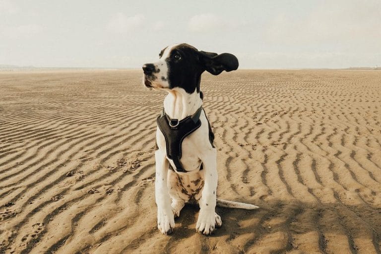 14 Amazing Reasons To Love English Pointers - PetPress