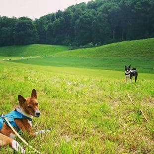 14 Lovely Facts About Basenjis - PetPress