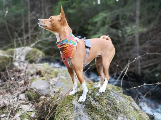 14 Super-Smart Facts About the Basenji - Page 2 of 3 - PetPress