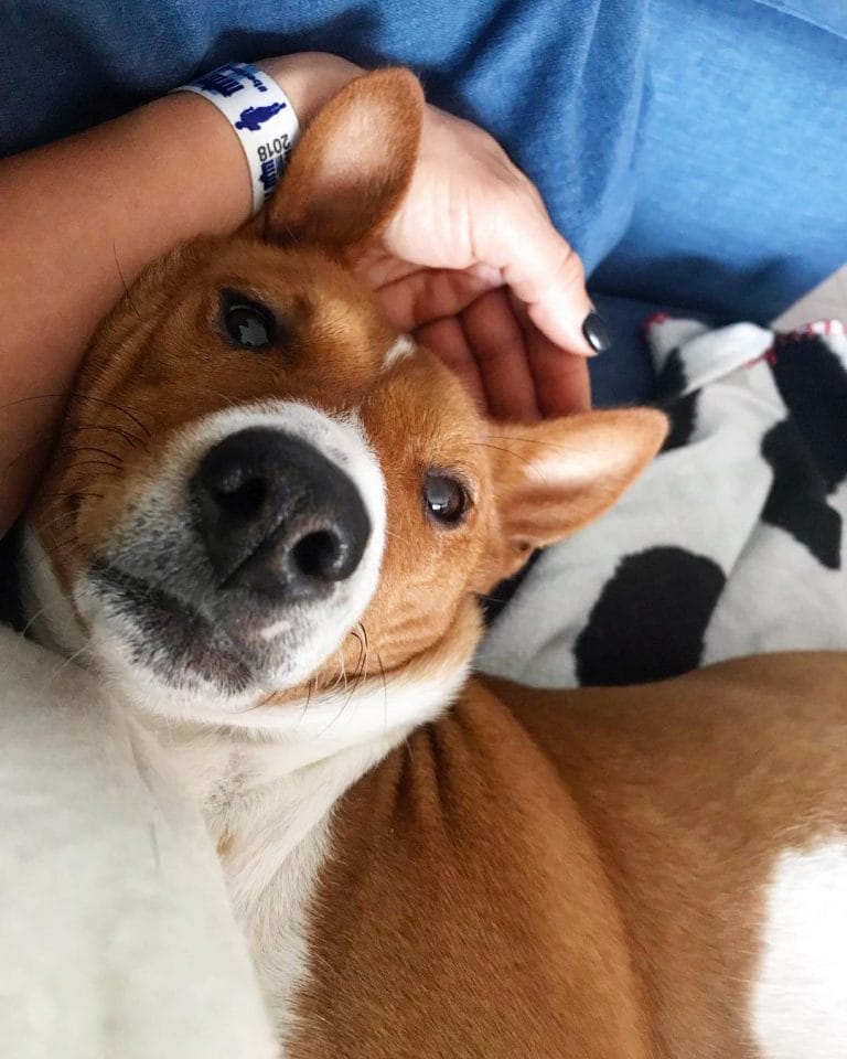 14 Facts About Basenjis That Will Make You Smile - PetPress
