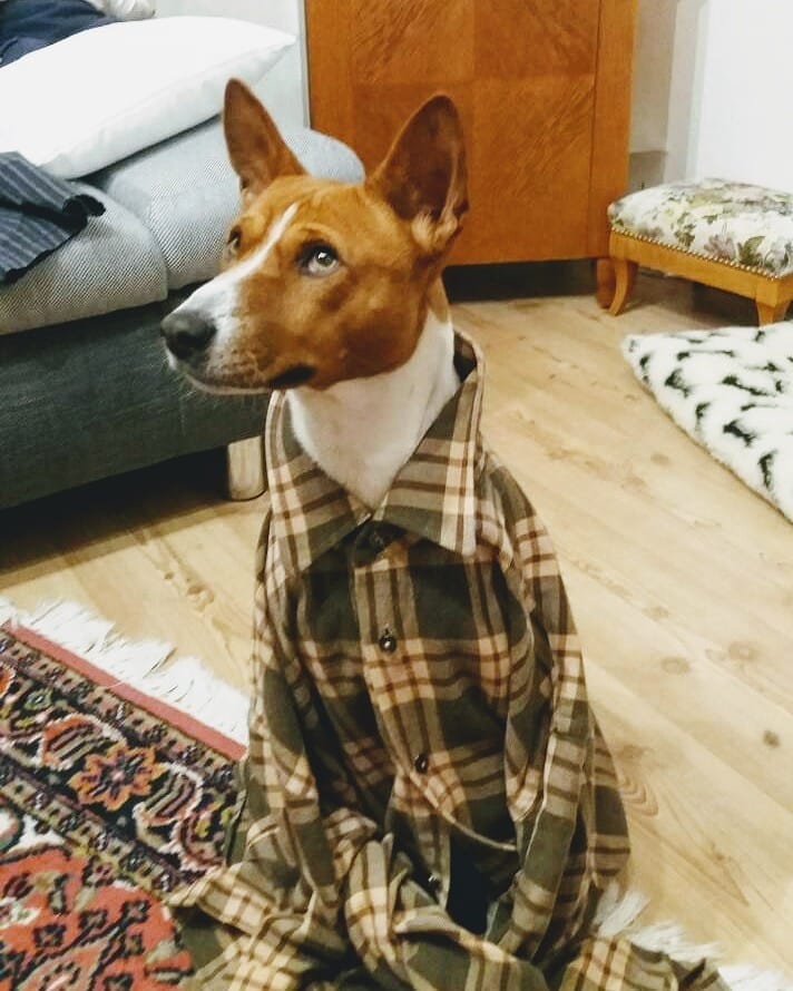 14 Facts About Basenjis That Will Make You Smile - PetPress