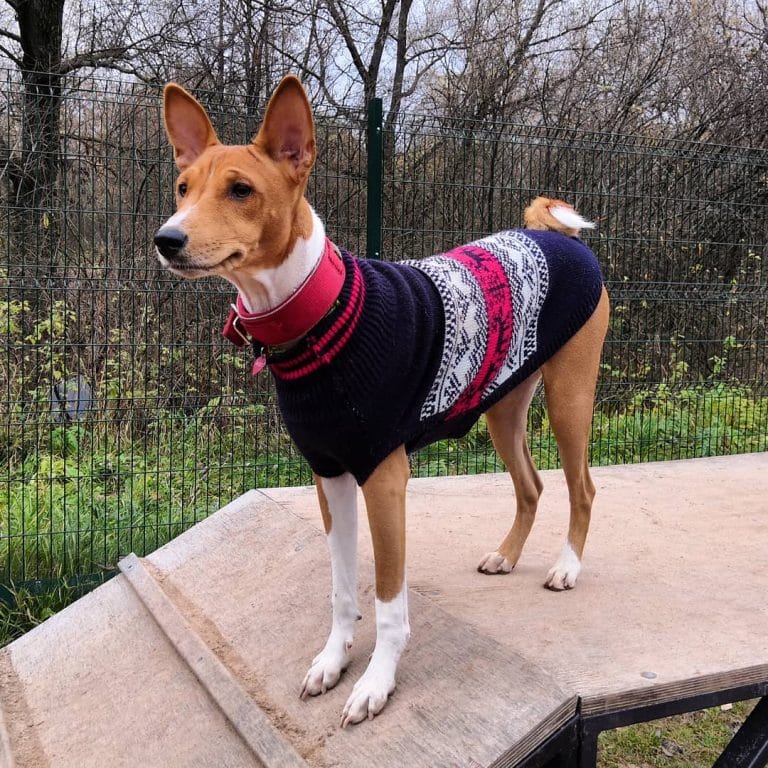 14 Facts About Basenjis That Will Make You Smile - PetPress